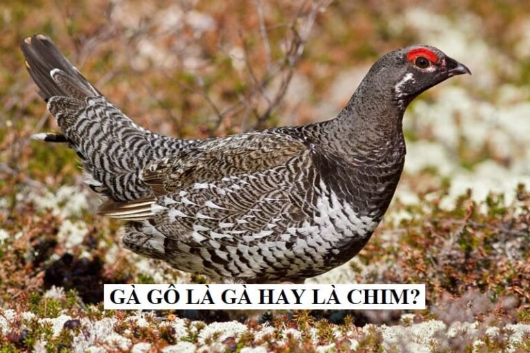 Gà gô là chim hay gà - Đặc điểm, giá cả và kỹ thuật nuôi