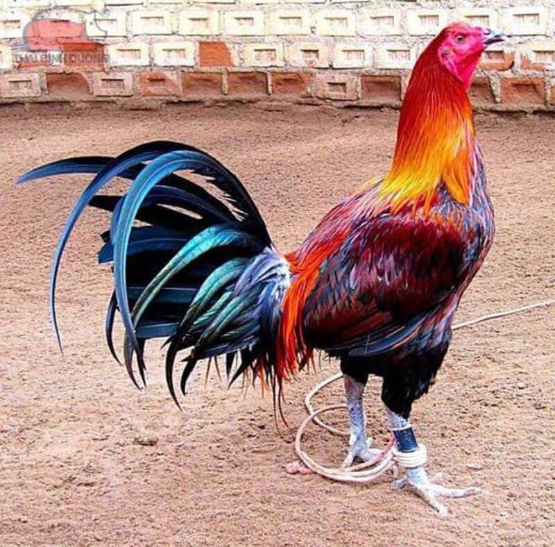 Một số giống gà Peru đang được yêu thích nhất tại Việt Nam