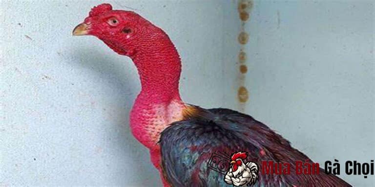 Cần Cổ Gà Chọi: Yếu Tố Quan Trọng Trong Đá Gà